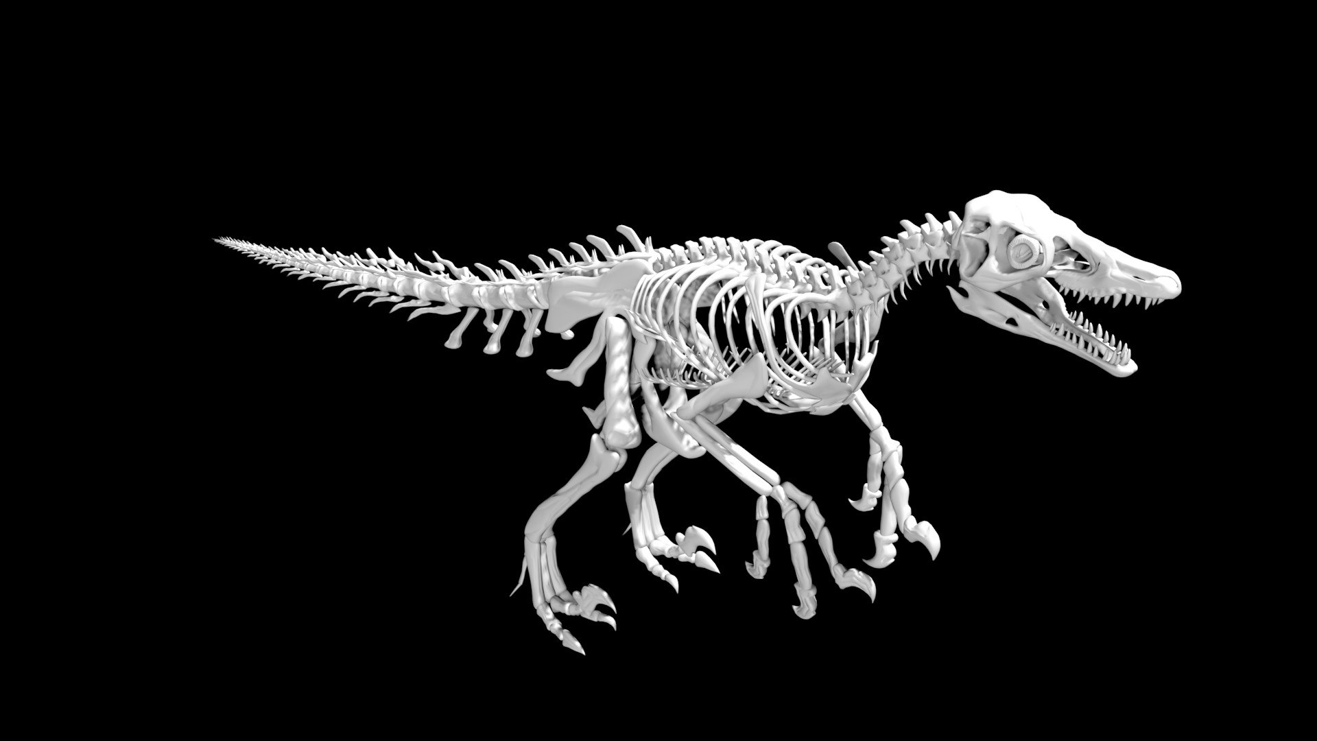 Dromaeosaurus Velociraptor Skeleton Model - TurboSquid 1886954