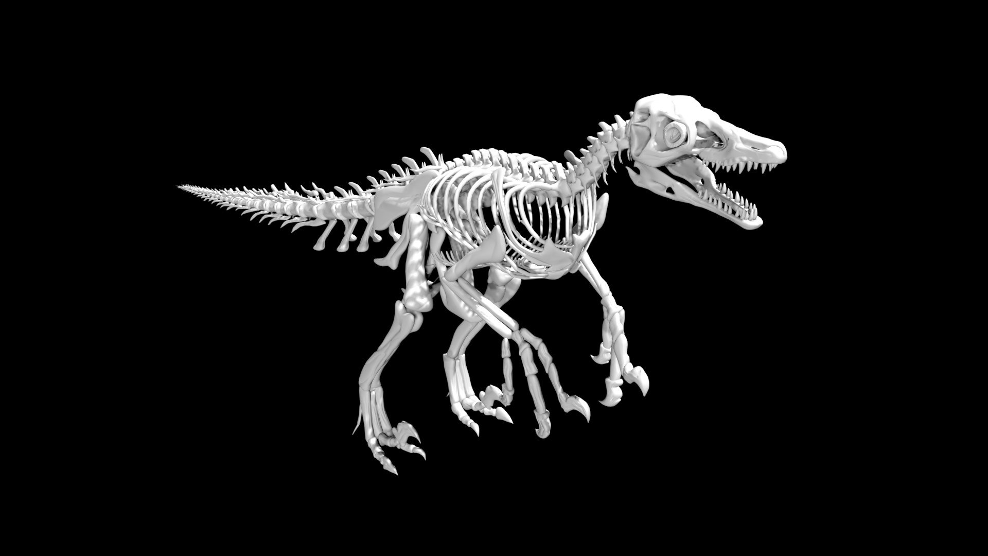 Dromaeosaurus Velociraptor Skeleton Model - TurboSquid 1886954