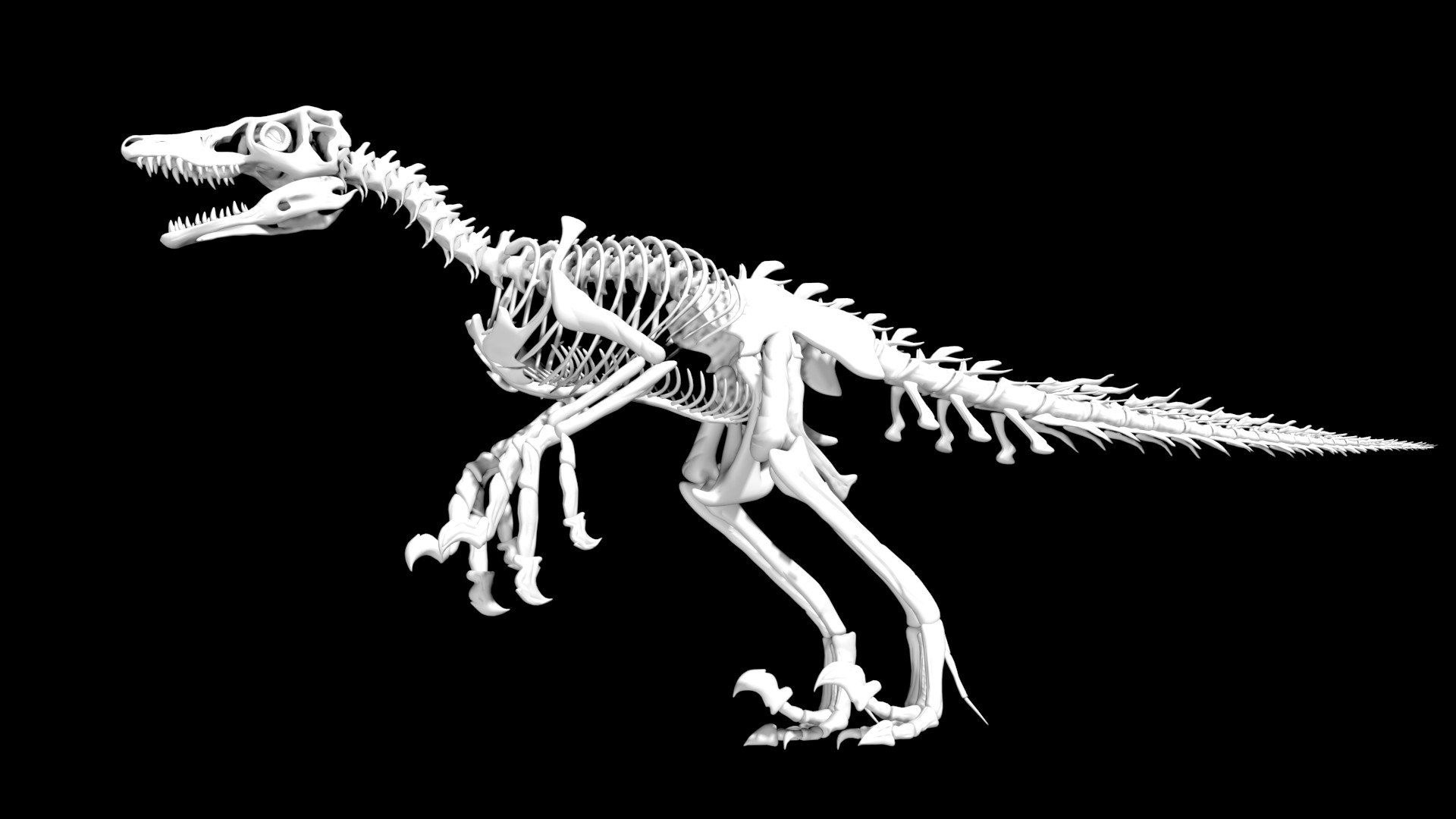 Dromaeosaurus Velociraptor Skeleton Model - TurboSquid 1886954