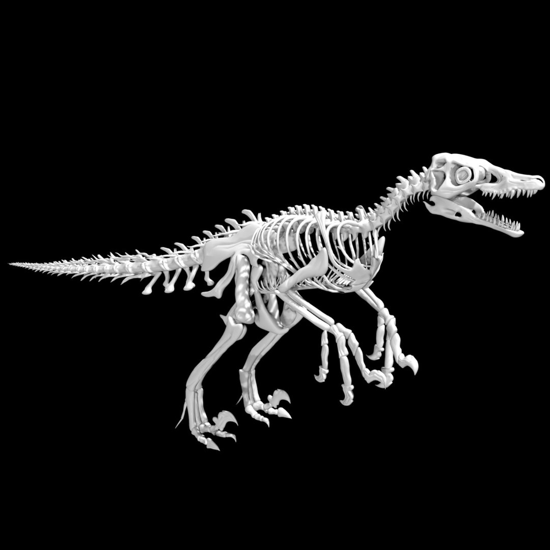 Dromaeosaurus Velociraptor Skeleton Model - TurboSquid 1886954