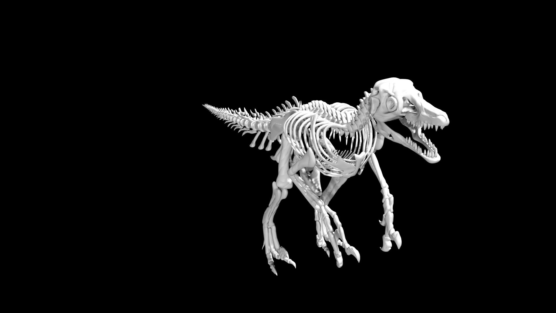 Dromaeosaurus Velociraptor Skeleton Model - TurboSquid 1886954