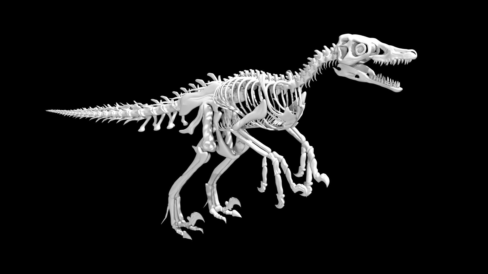 Dromaeosaurus Velociraptor Skeleton Model - TurboSquid 1886954