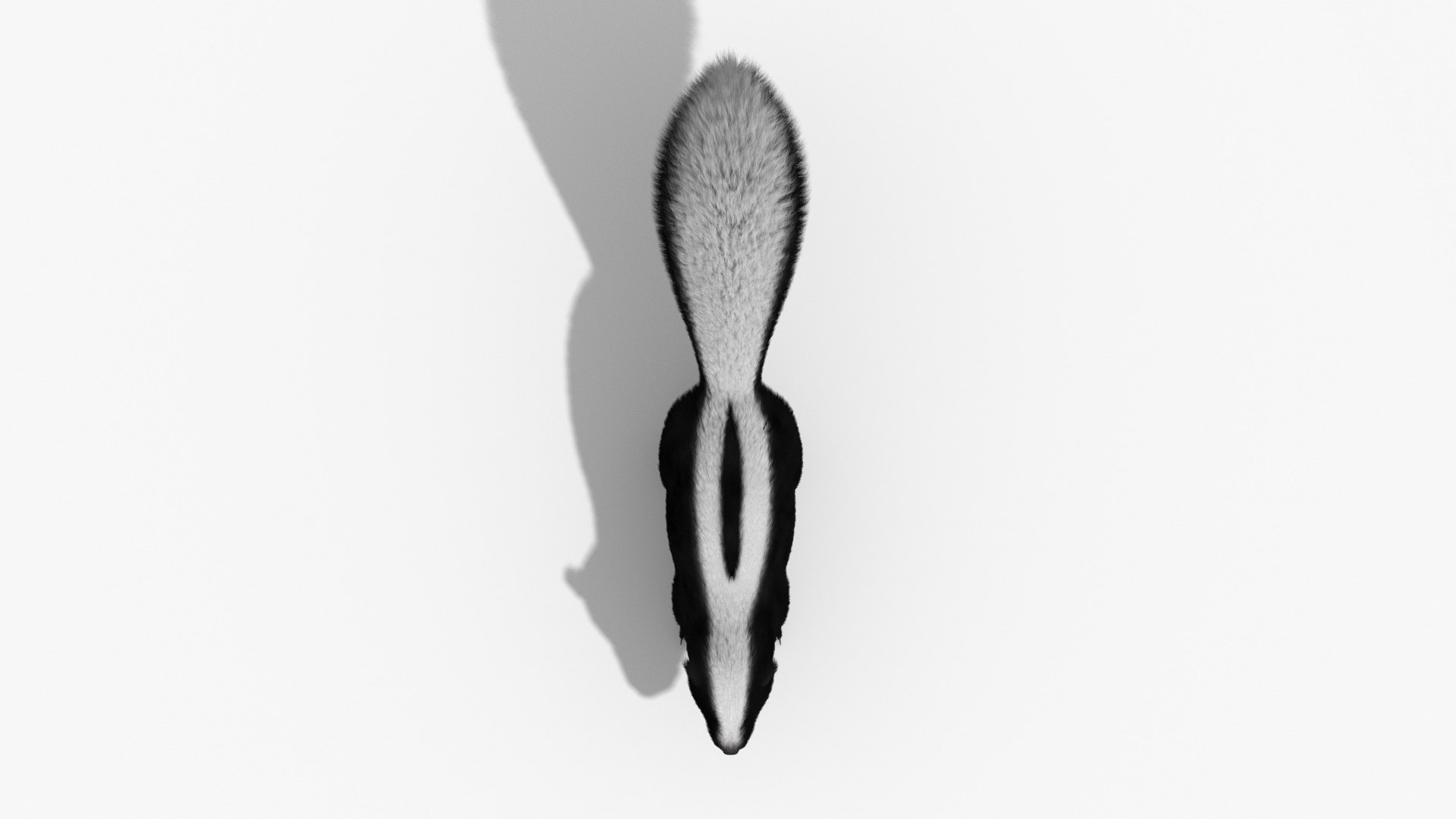 Skunk Animal 3d Model 3D Model - TurboSquid 1879886