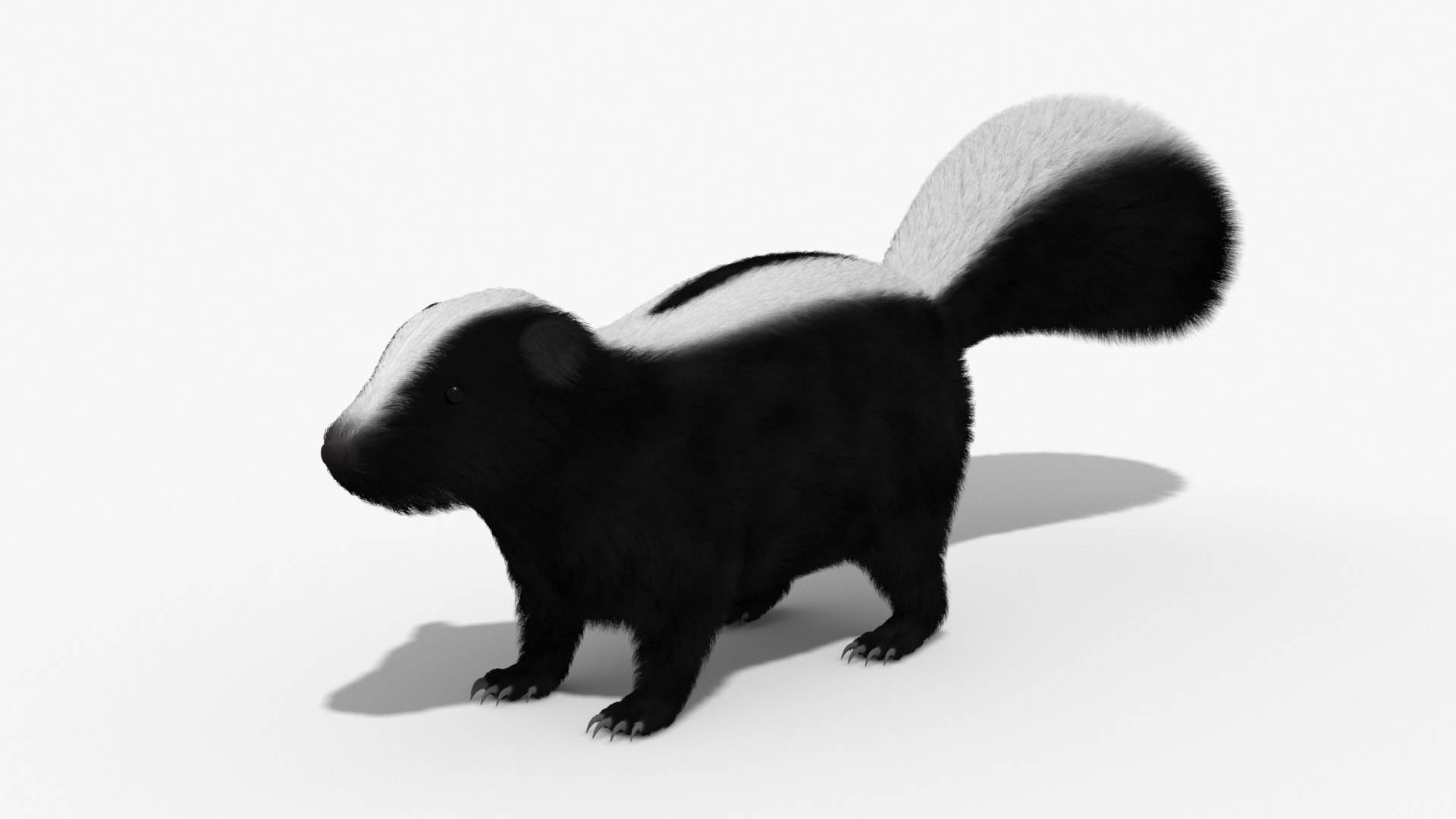Skunk Animal 3d Model 3D Model - TurboSquid 1879886