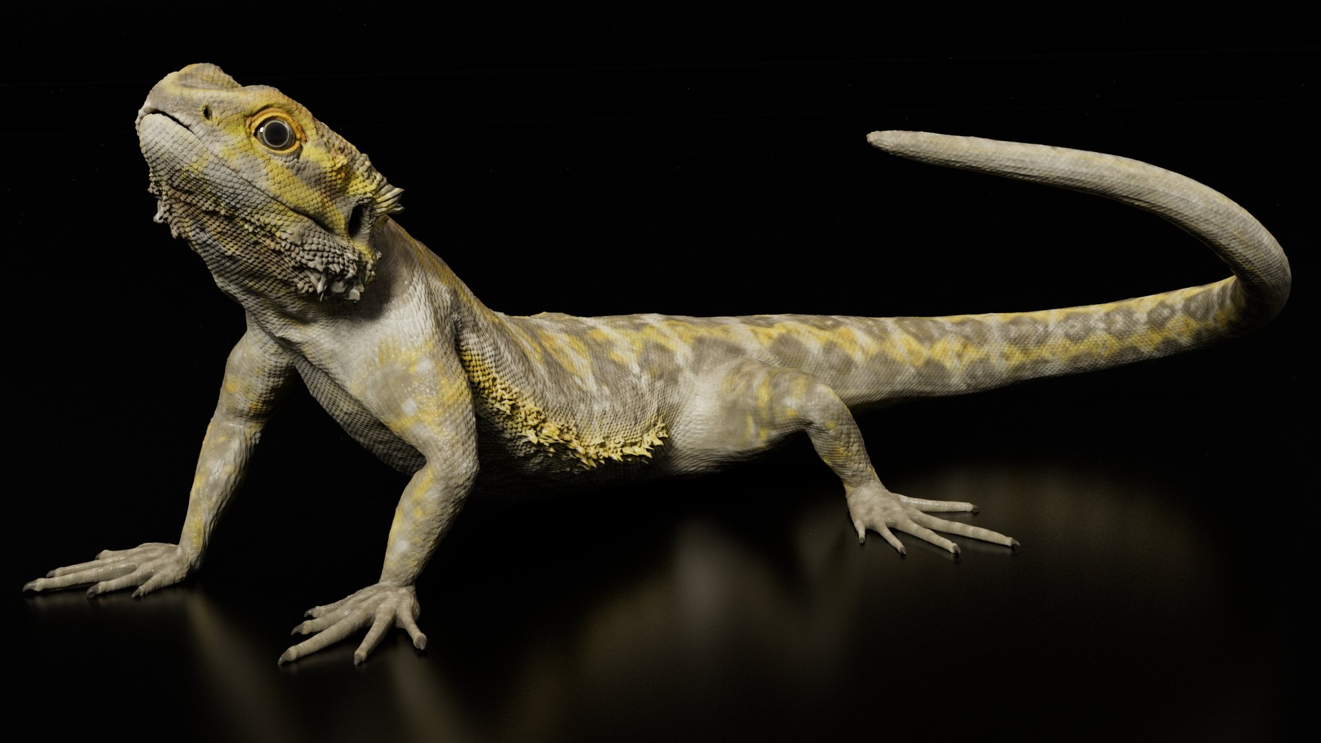 3D Bearded Dragon Rigged Animated - TurboSquid 2039643
