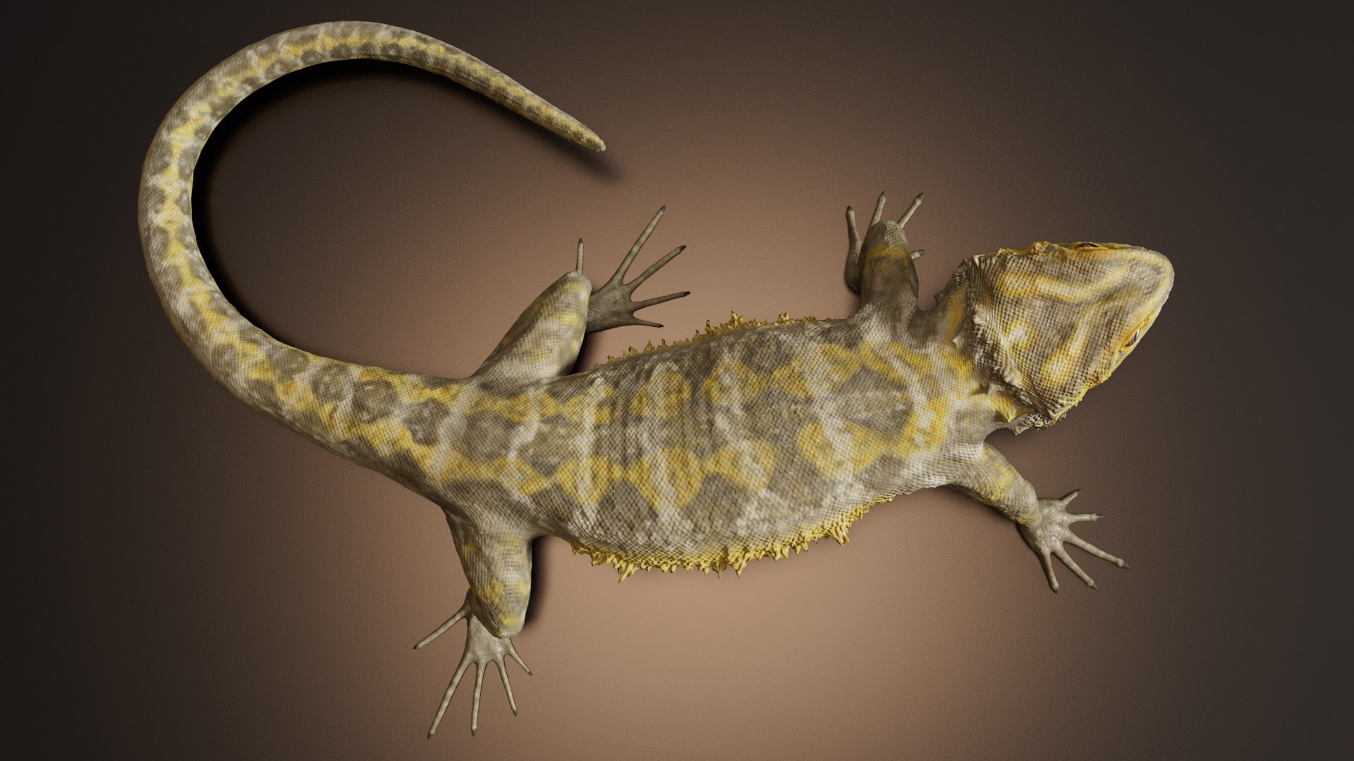 3D Bearded Dragon Rigged Animated - TurboSquid 2039643