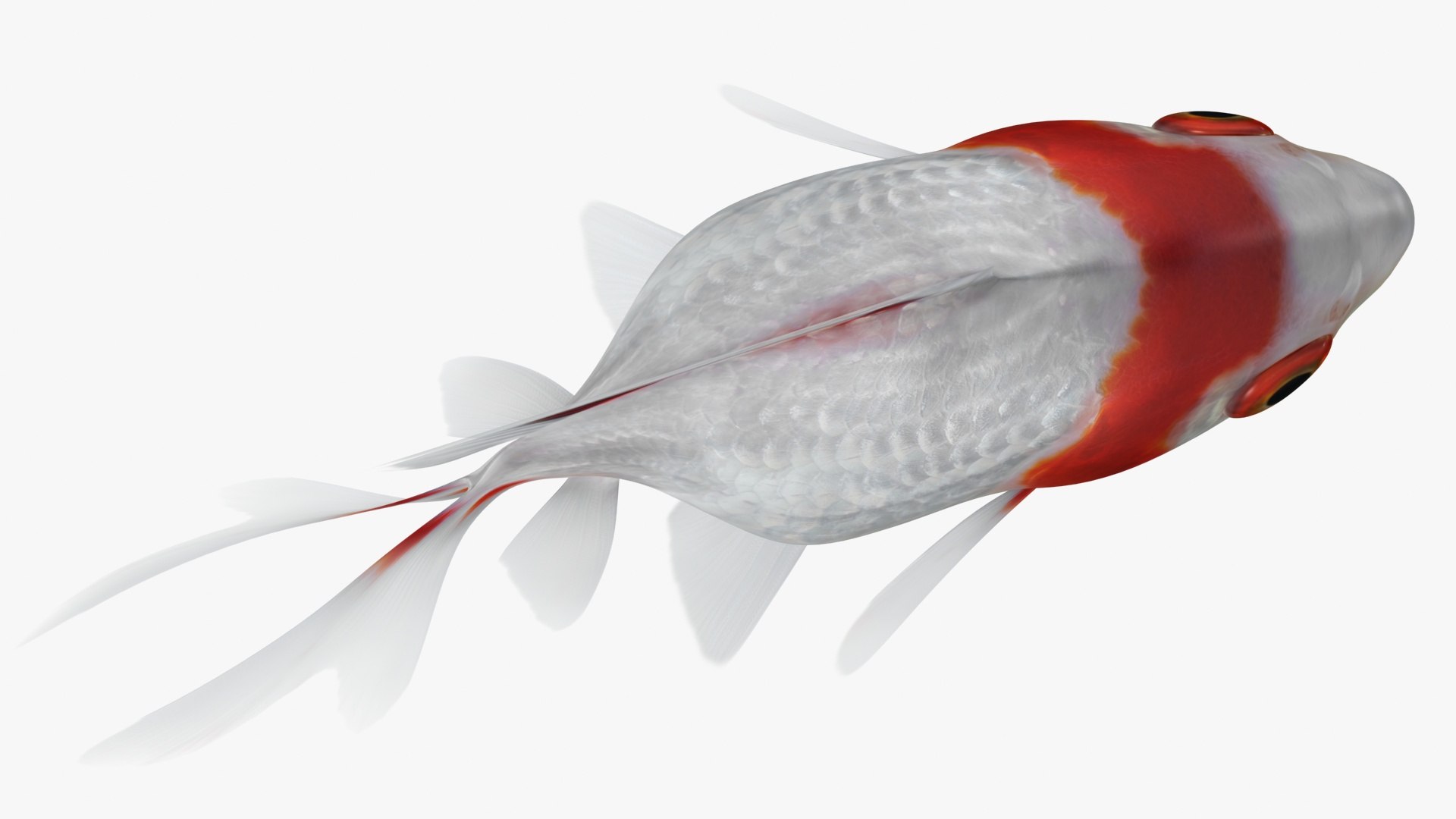 Fantail Goldfish Animation 3D - TurboSquid 1505085