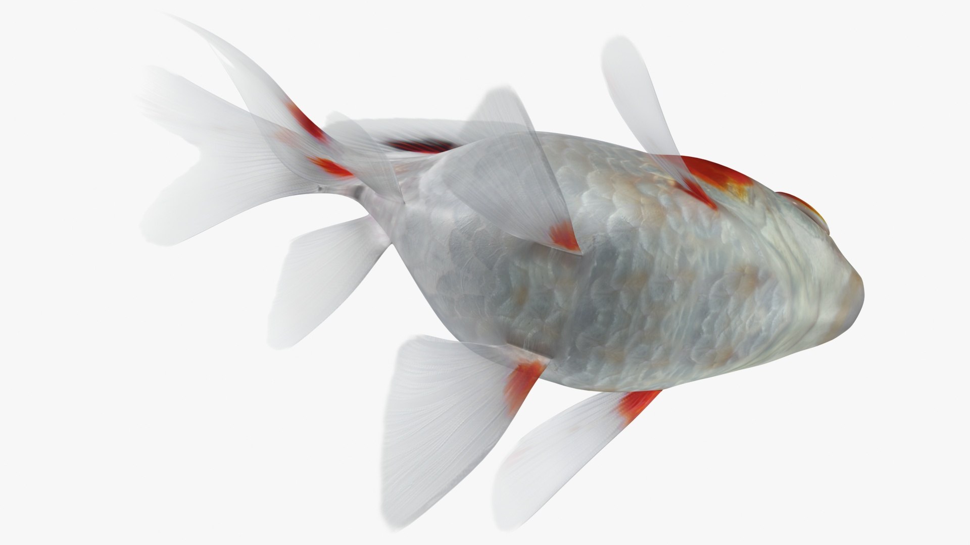 Fantail Goldfish Animation 3D - TurboSquid 1505085