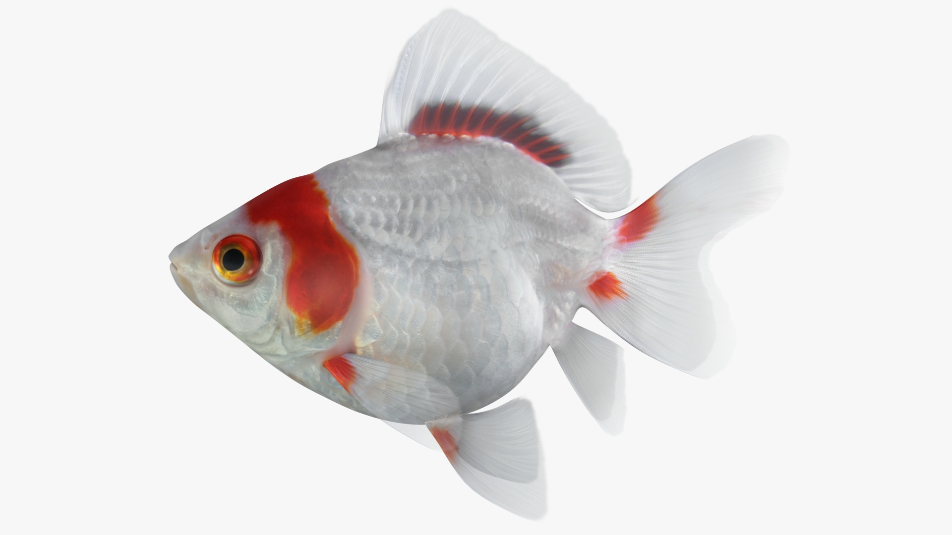 Fantail Goldfish Animation 3D - TurboSquid 1505085