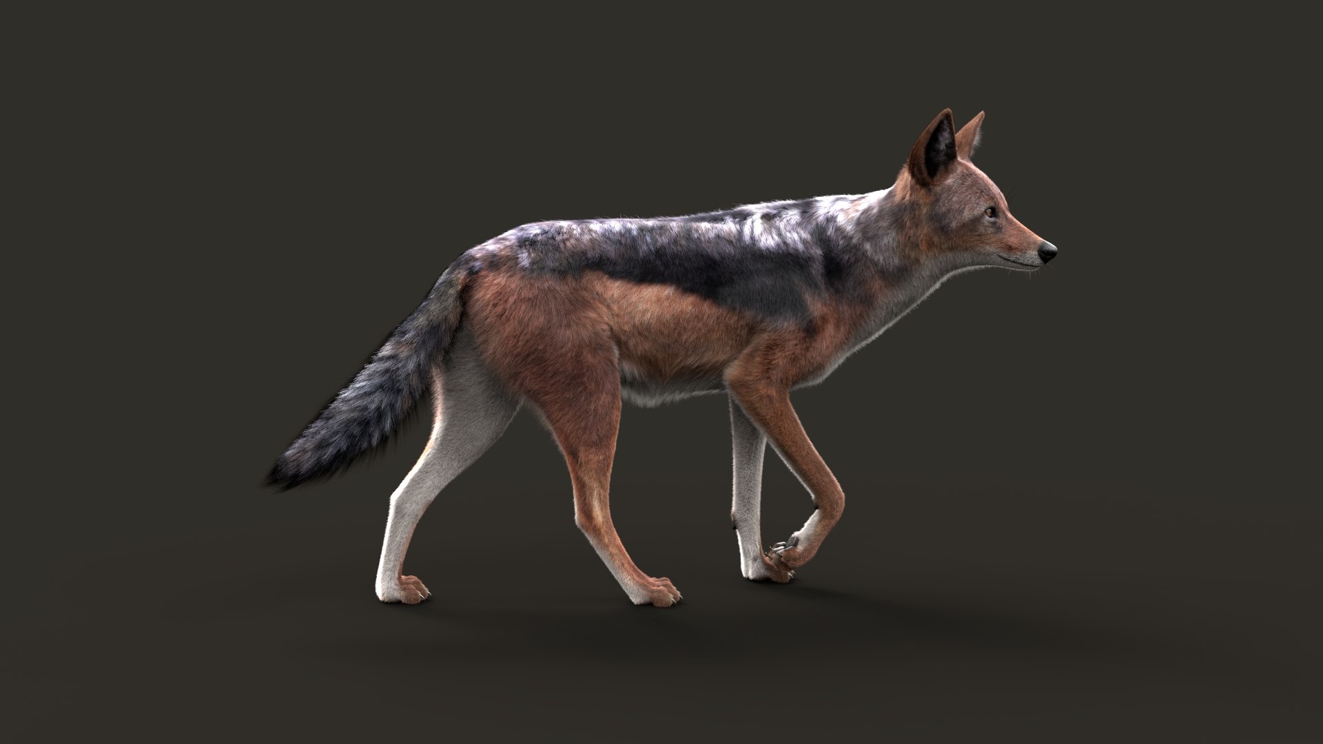 Black Backed Jackal FUR Animated 3D Model - TurboSquid 2202434