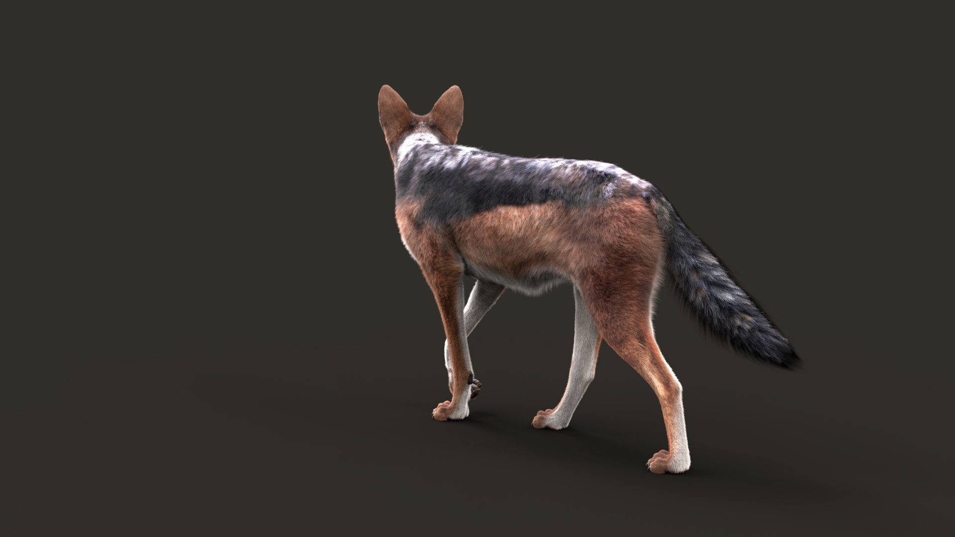 Black Backed Jackal FUR Animated 3D Model - TurboSquid 2202434