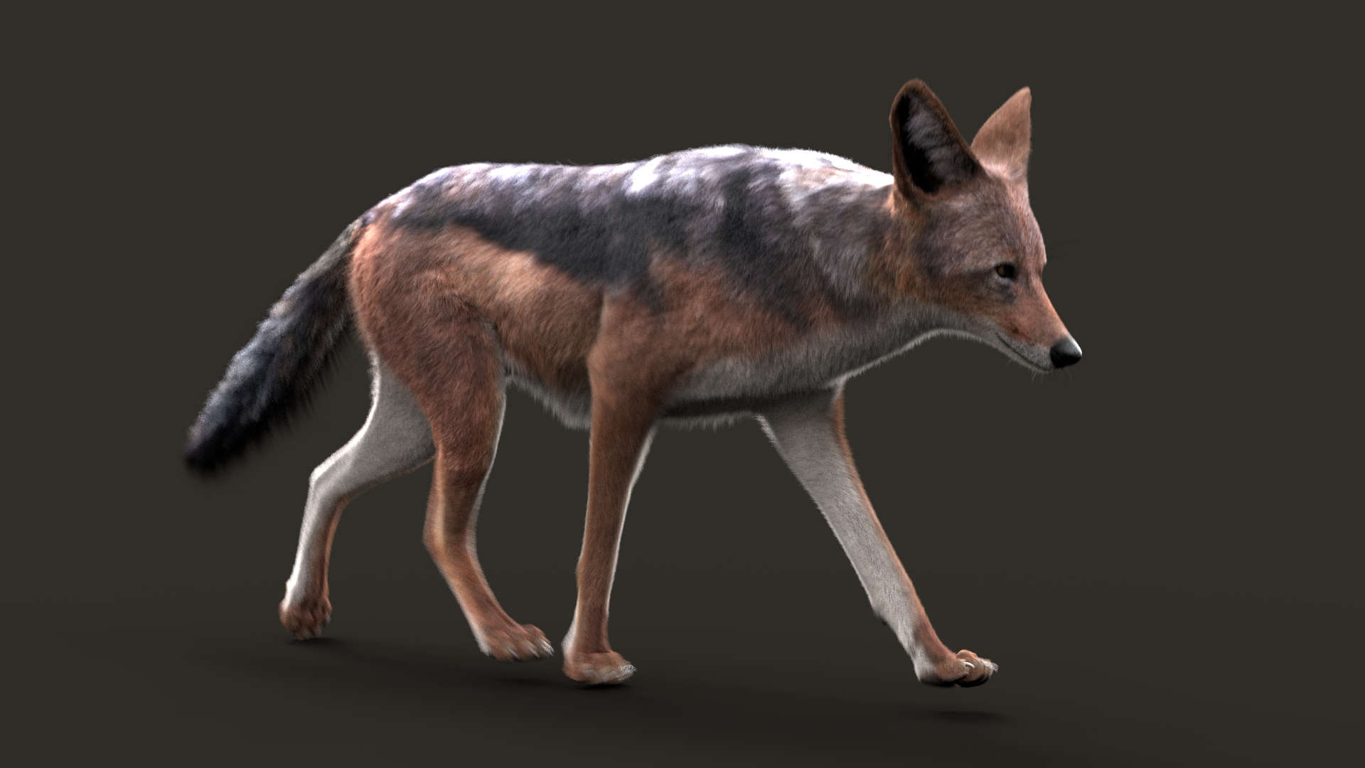 Black Backed Jackal FUR Animated 3D Model - TurboSquid 2202434