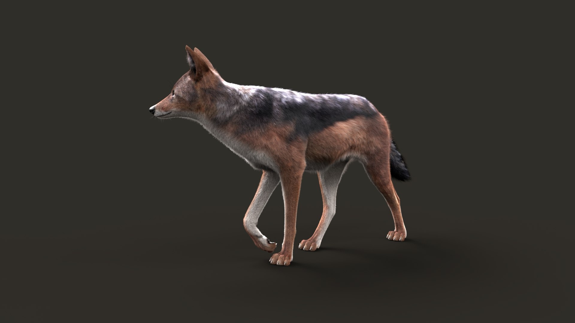 Black Backed Jackal FUR Animated 3D Model - TurboSquid 2202434