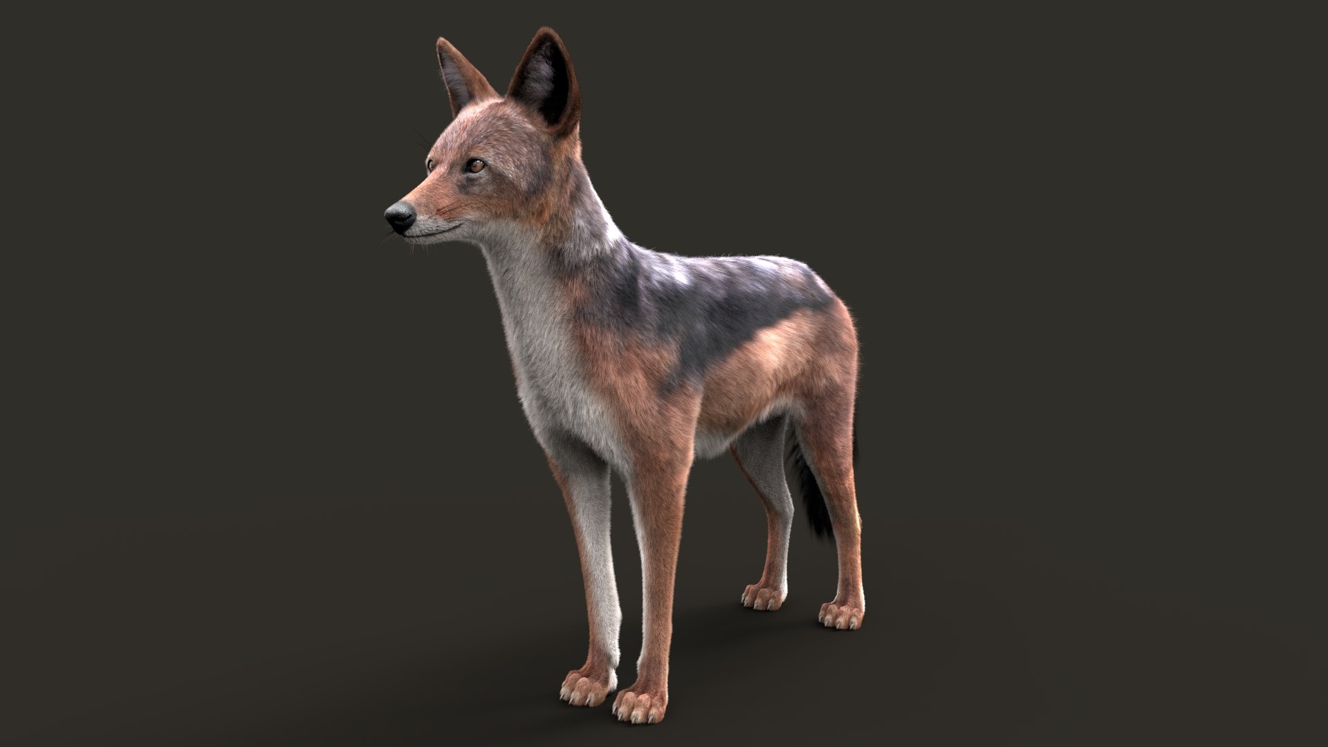 Black Backed Jackal FUR Animated 3D Model - TurboSquid 2202434