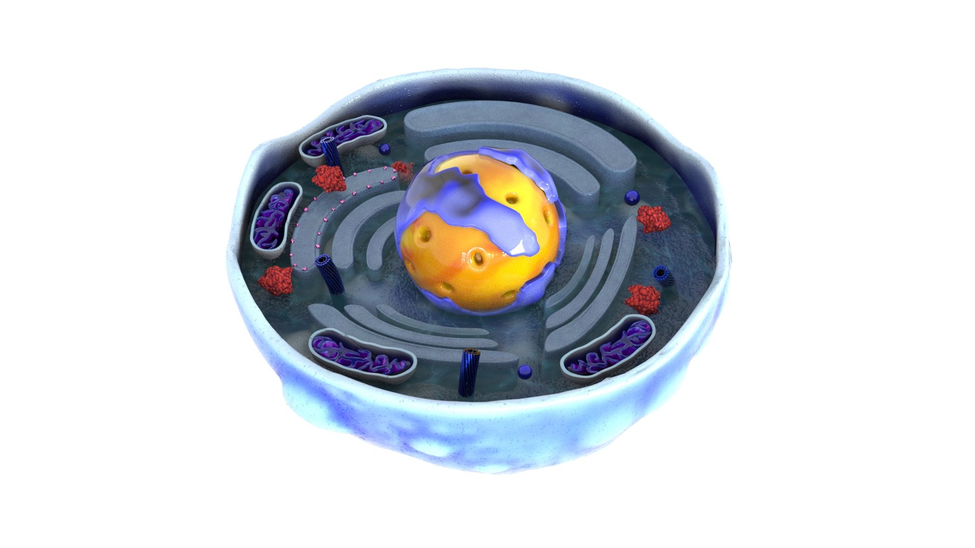 Human Cell 3D - TurboSquid 2078403