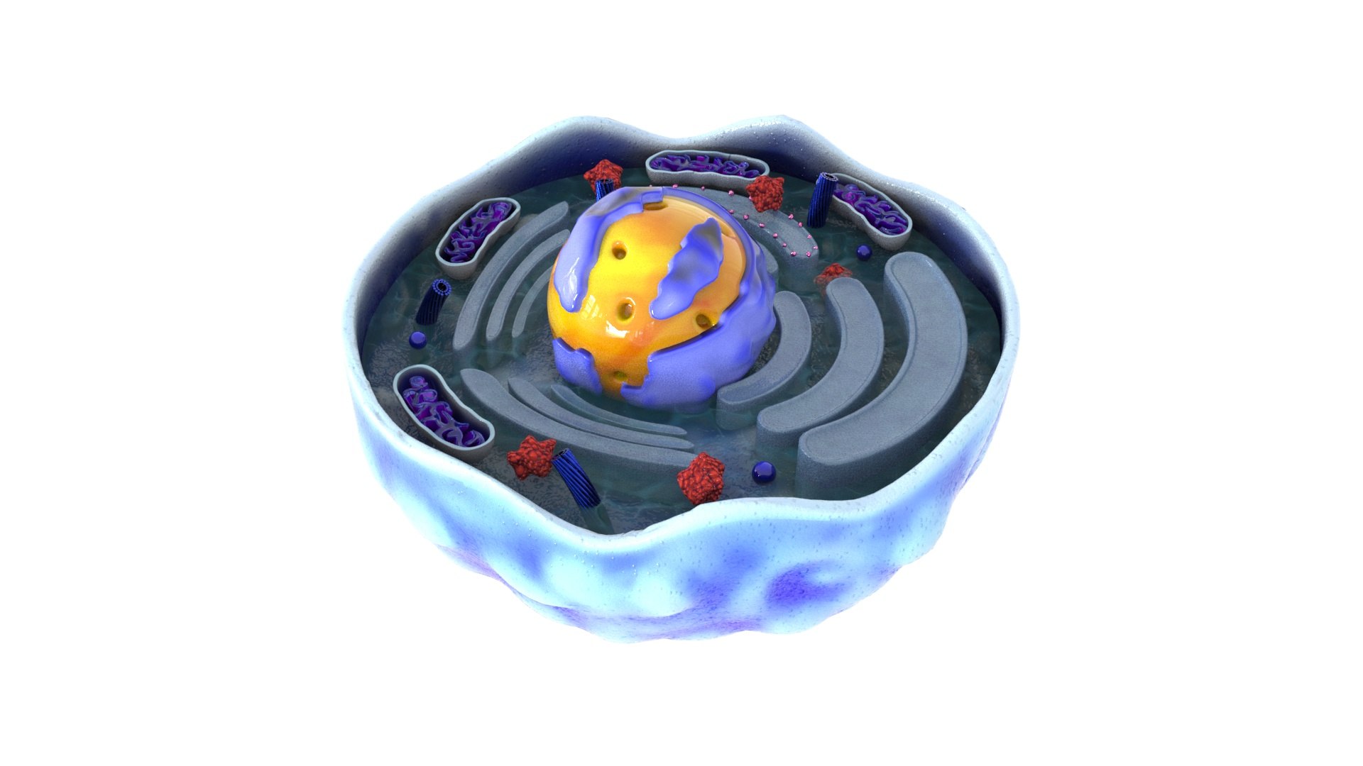 Human Cell 3D - TurboSquid 2078403