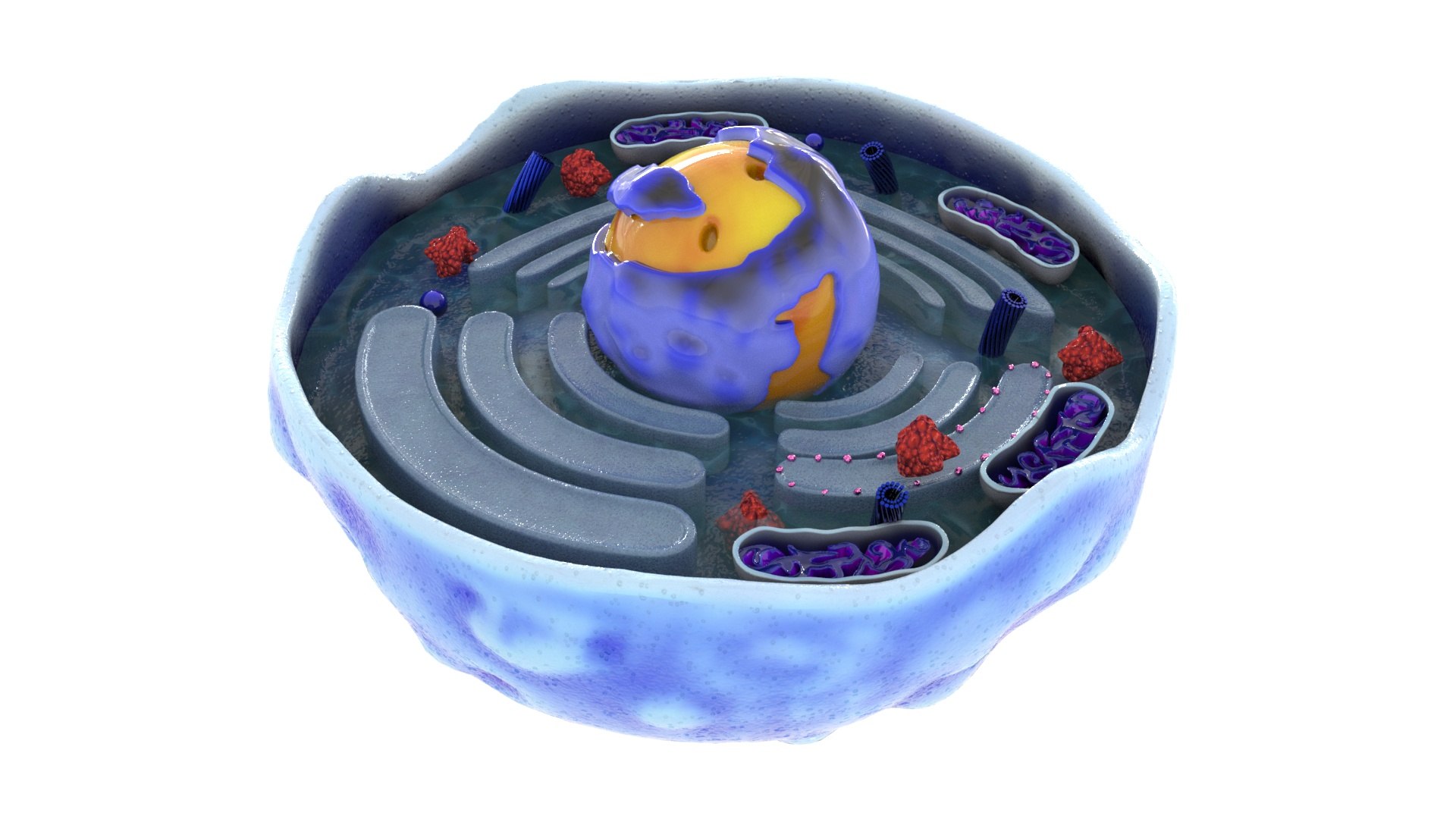 Human Cell 3D - TurboSquid 2078403