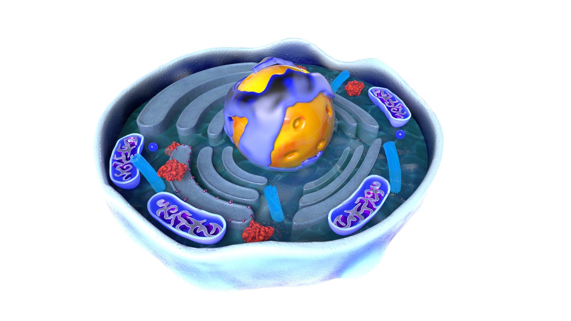 Human Cell 3D - TurboSquid 2078403