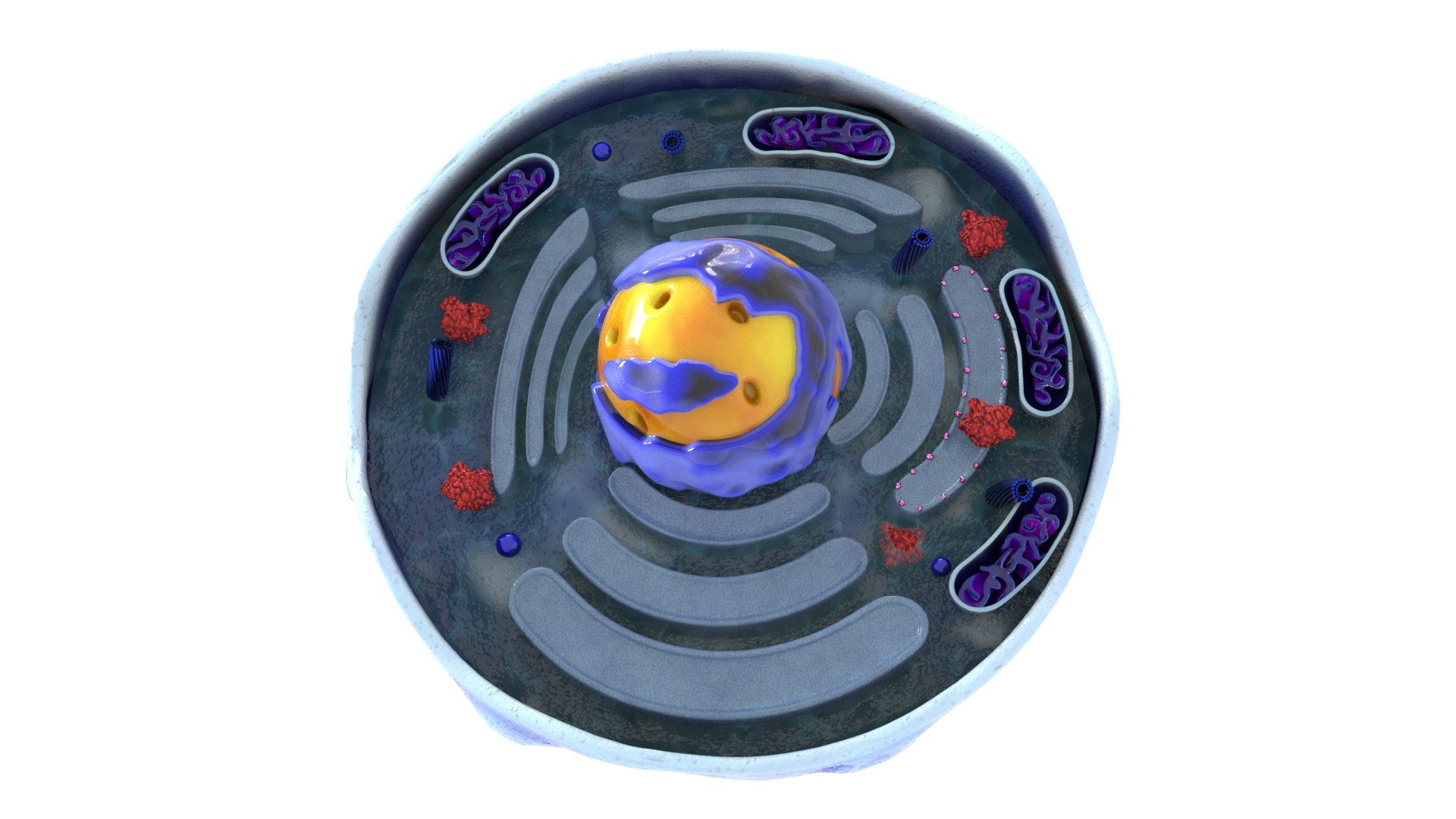 Human Cell 3D - TurboSquid 2078403