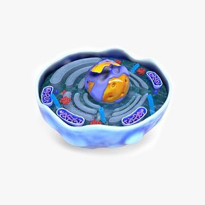 3D Human Cell Models - Browse & Download Formats - TurboSquid