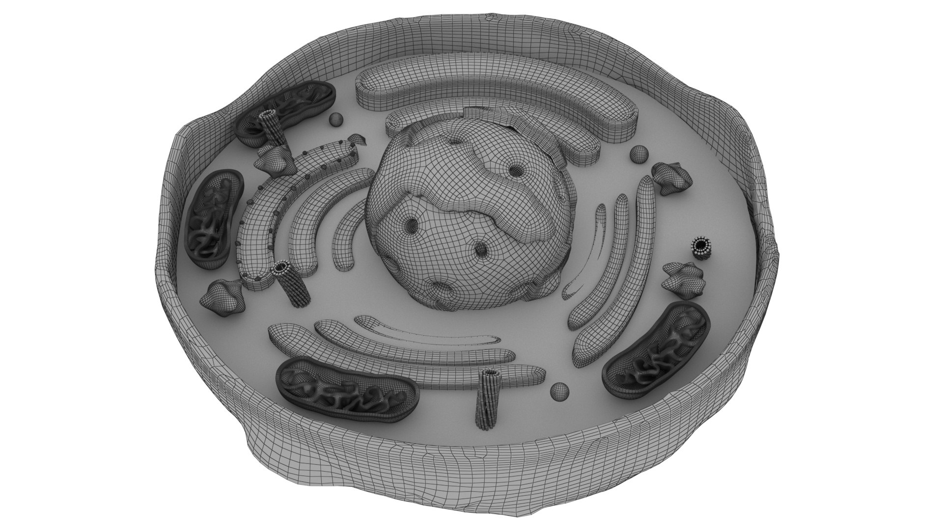 Human Cell 3D - TurboSquid 2078403