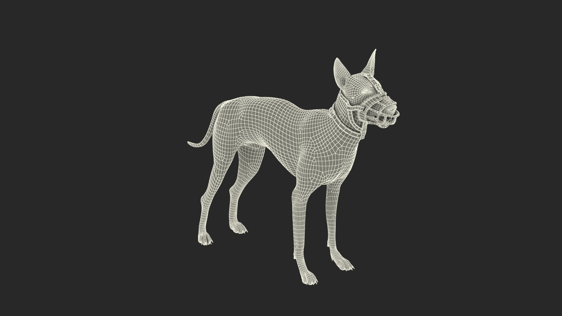 Xoloitzcuintli In A Baskerville Muzzle 3D Model - TurboSquid 2284152
