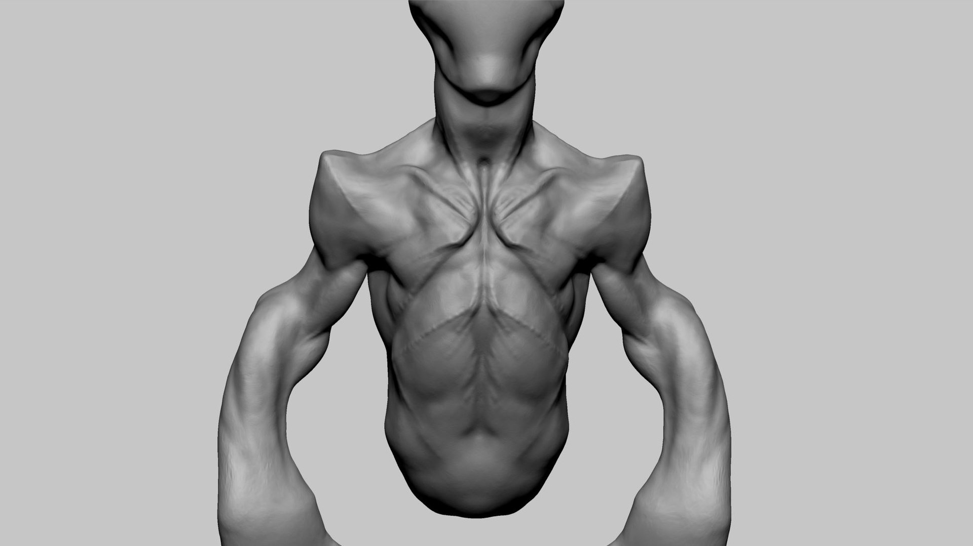 3D torso anatomy - TurboSquid 1638516