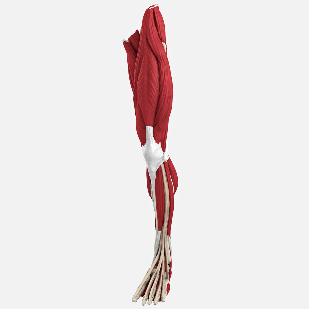 Human Male Leg 3D Model - TurboSquid 1200378