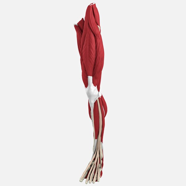 human leg anatomy 3d obj