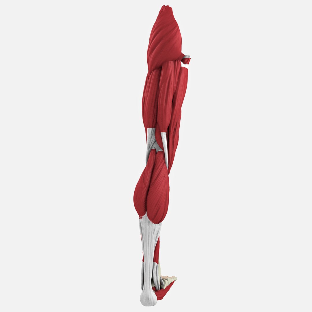 Human Male Leg 3D Model - TurboSquid 1200378