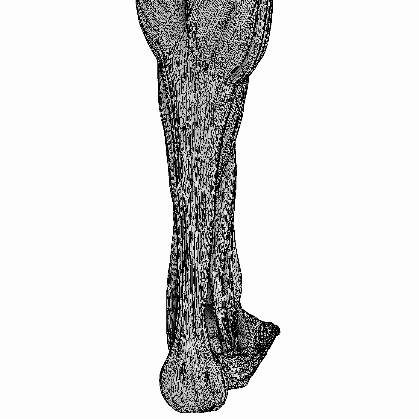 Human male leg 3D model - TurboSquid 1200378