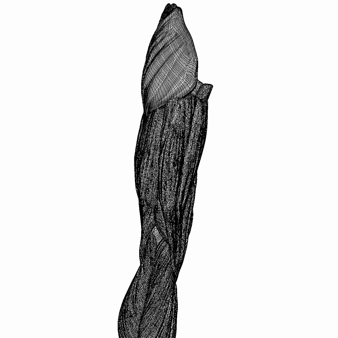 Human Male Leg 3D Model - TurboSquid 1200378