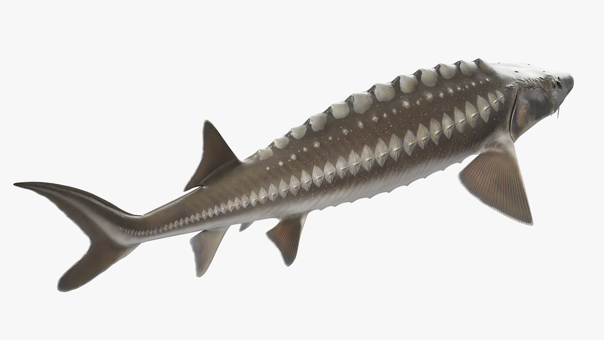 White Sturgeon 3D Model - TurboSquid 2452307