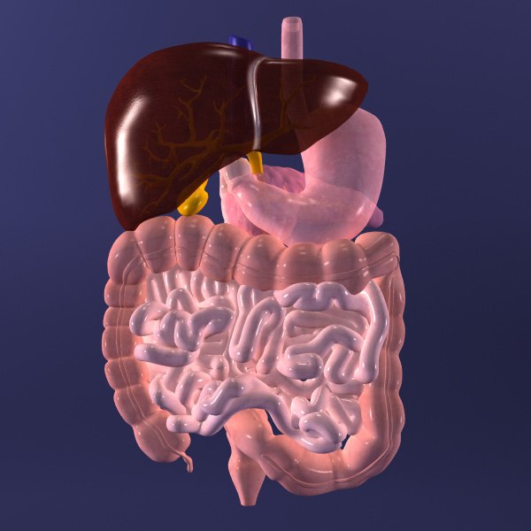 Gross Anatomy Duodenum 3D Models for Download | TurboSquid