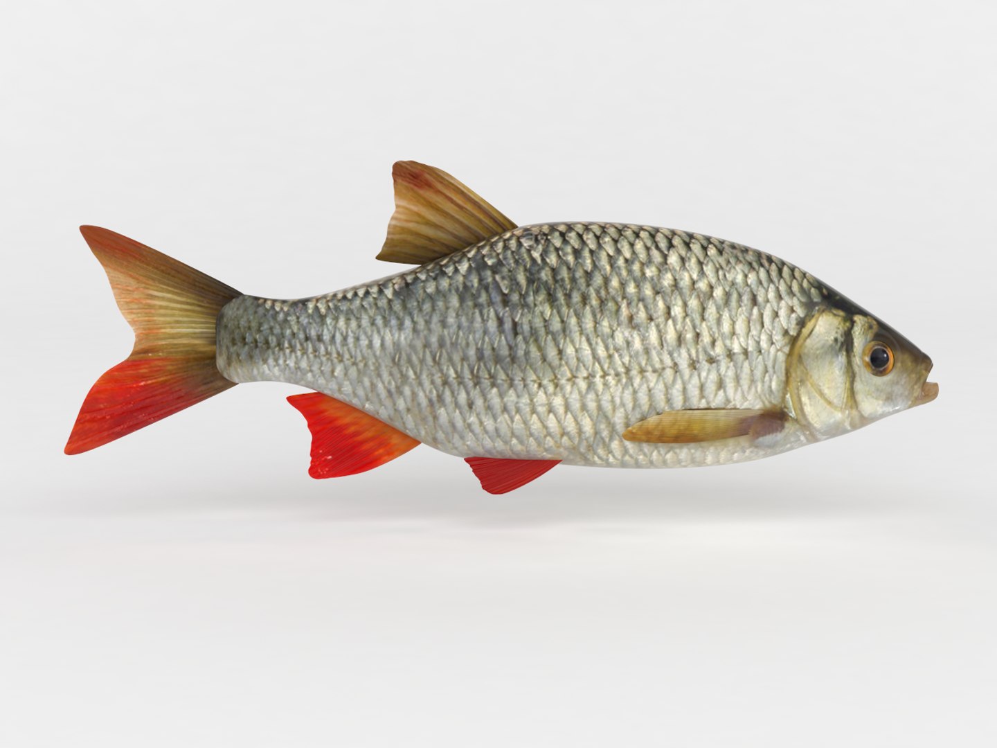 3D Rudd Fish - TurboSquid 1435010