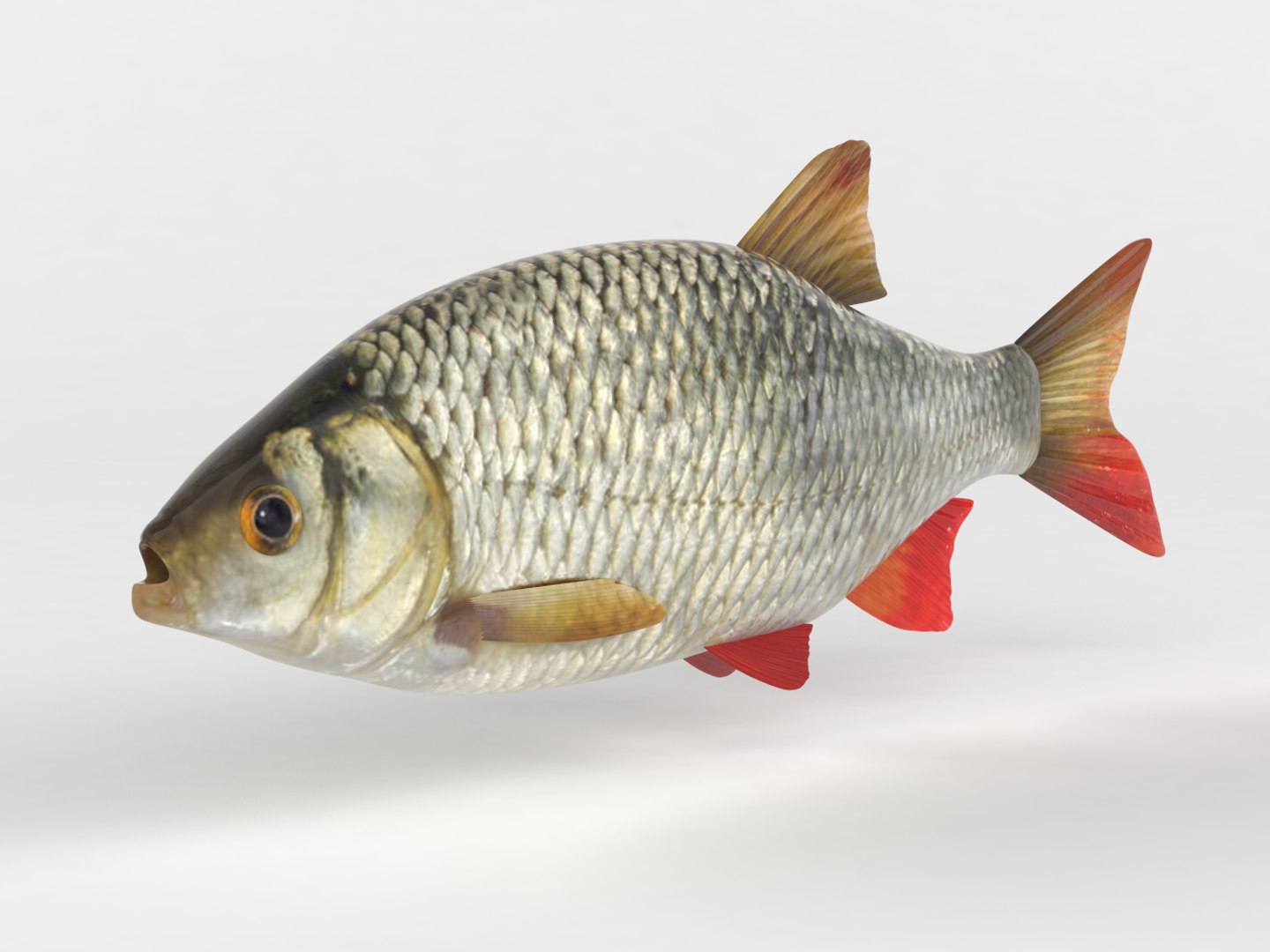 3D Rudd Fish - TurboSquid 1435010