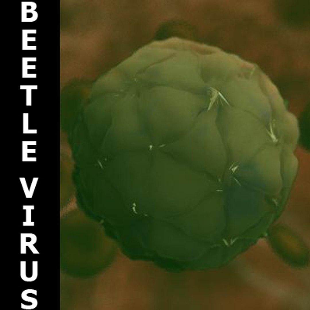 Black Beetle Virus 3d Model