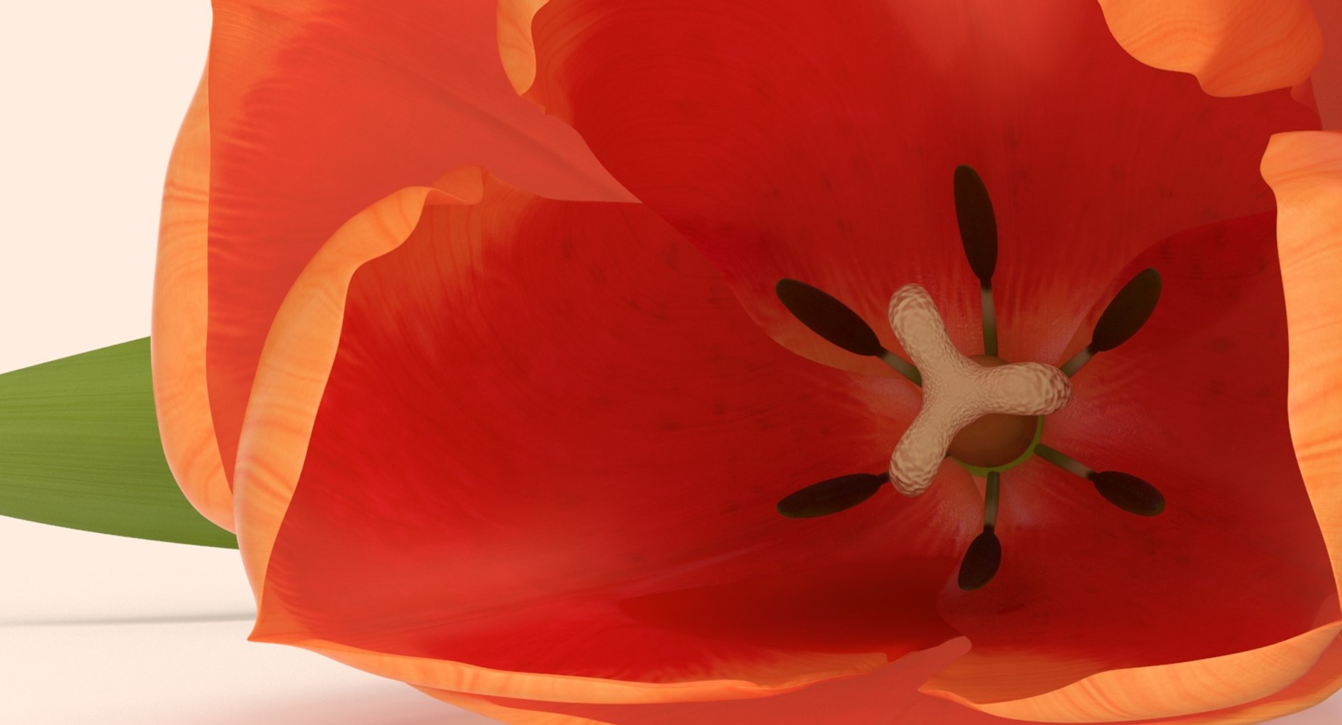 3d Tulip
