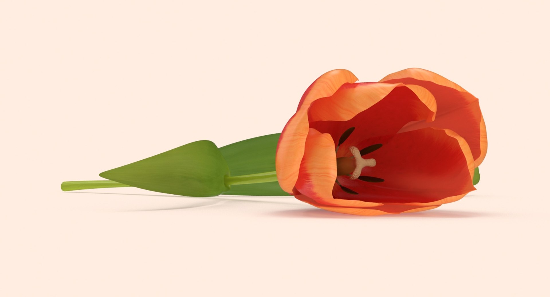 3d Tulip