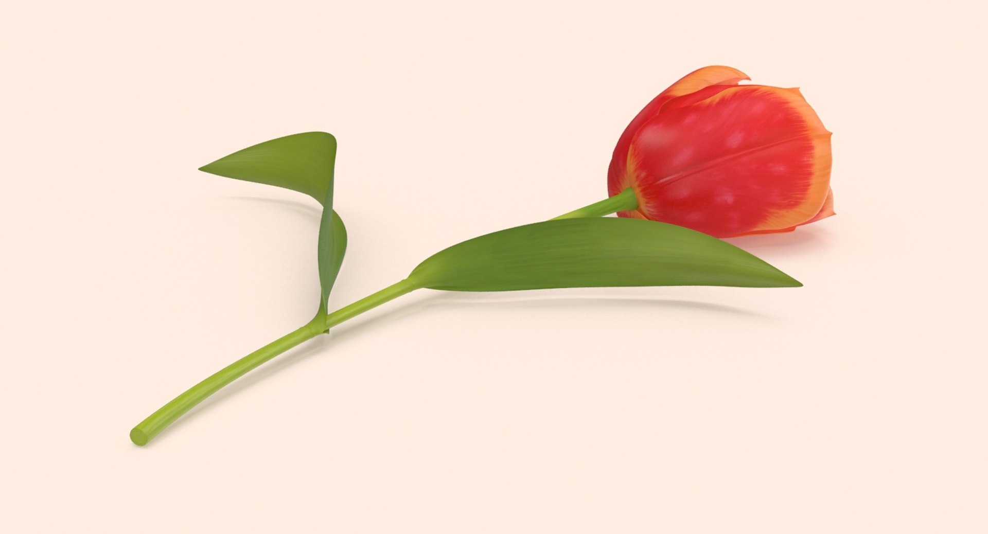 3d Tulip