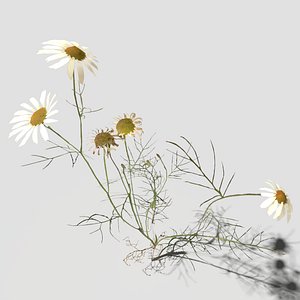 3d rigged chamomile flower model