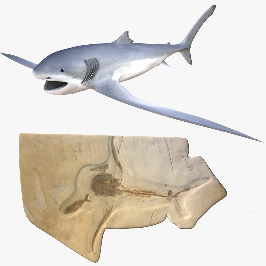 3D Eagle Shark Aquilolamna Milarcae Fossil And Reconstruction Set Model ...