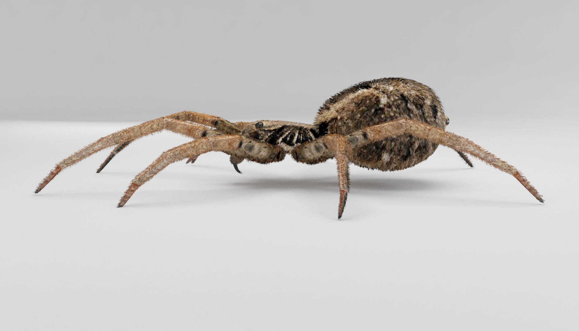3D Wolf Spider - TurboSquid 1285549