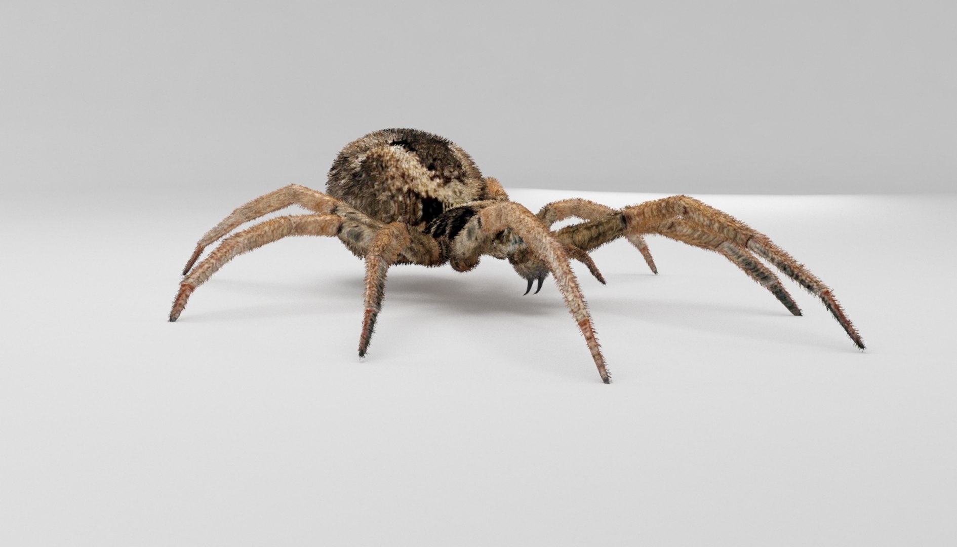 3D Wolf Spider - TurboSquid 1285549