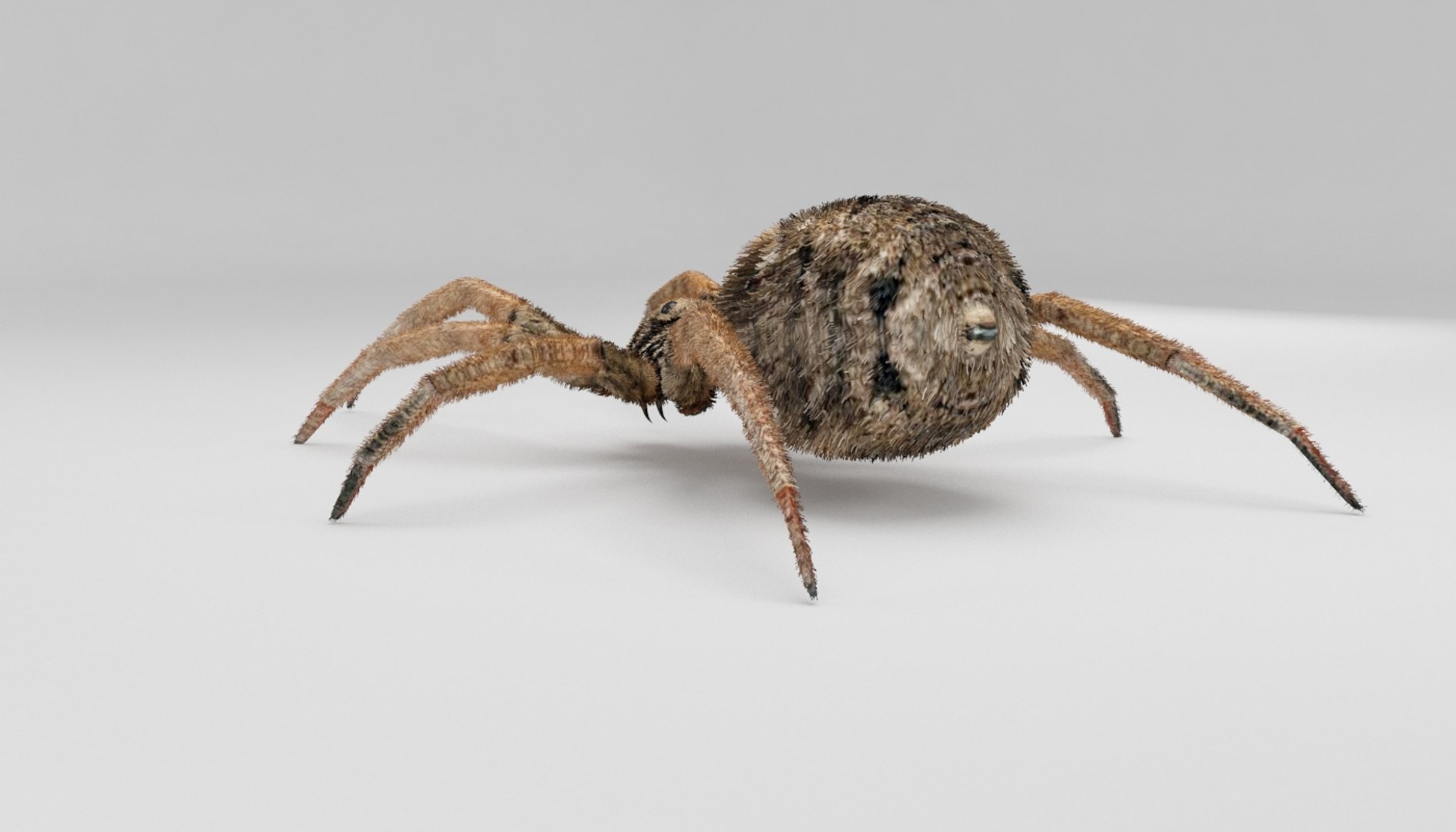 3D Wolf Spider - TurboSquid 1285549