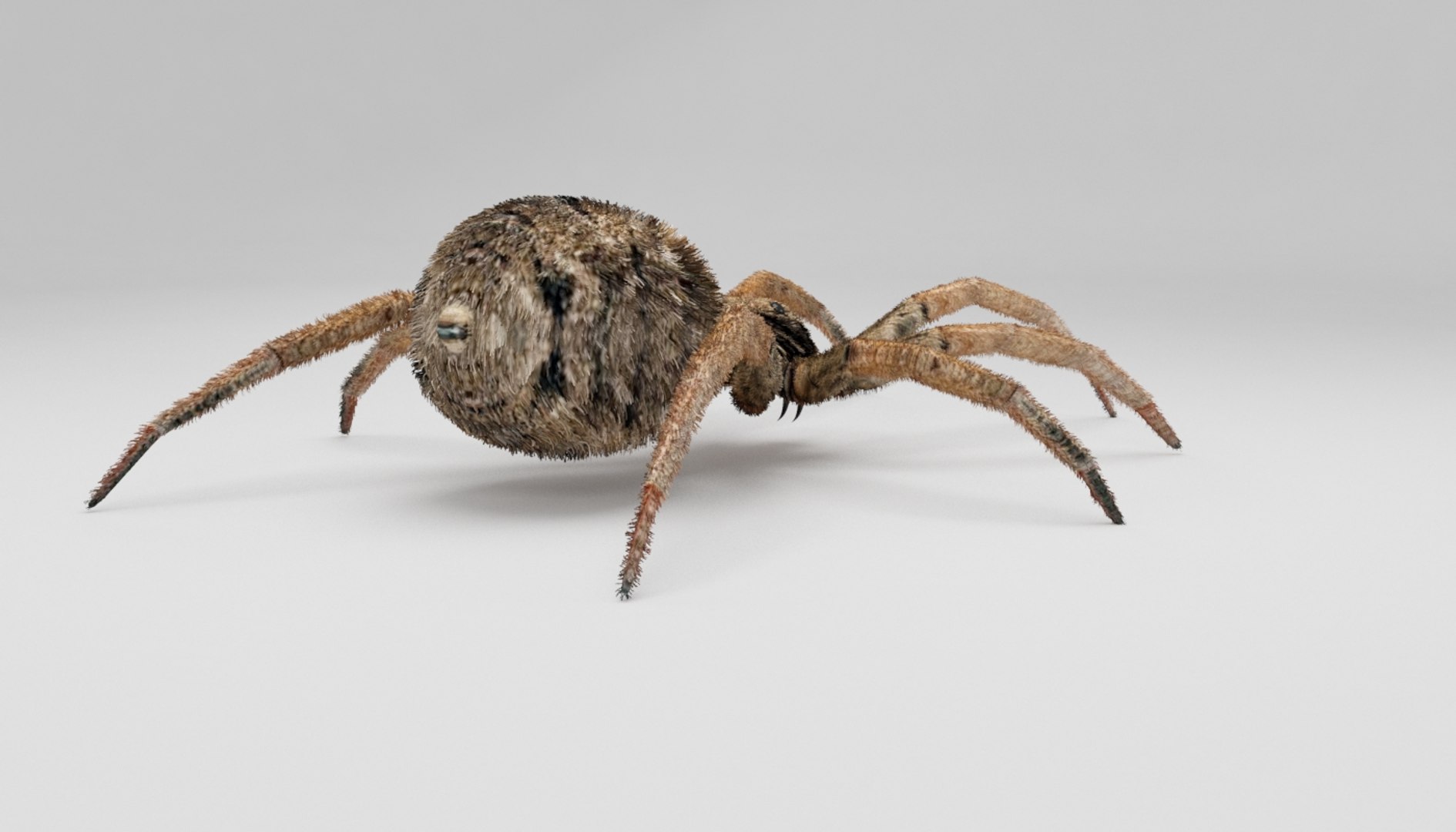 3D Wolf Spider - TurboSquid 1285549