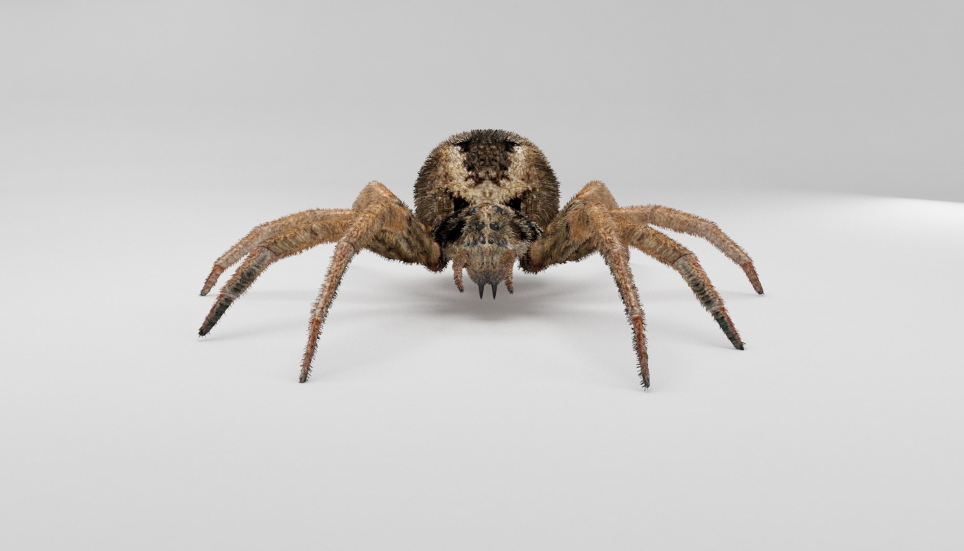 3D Wolf Spider - TurboSquid 1285549