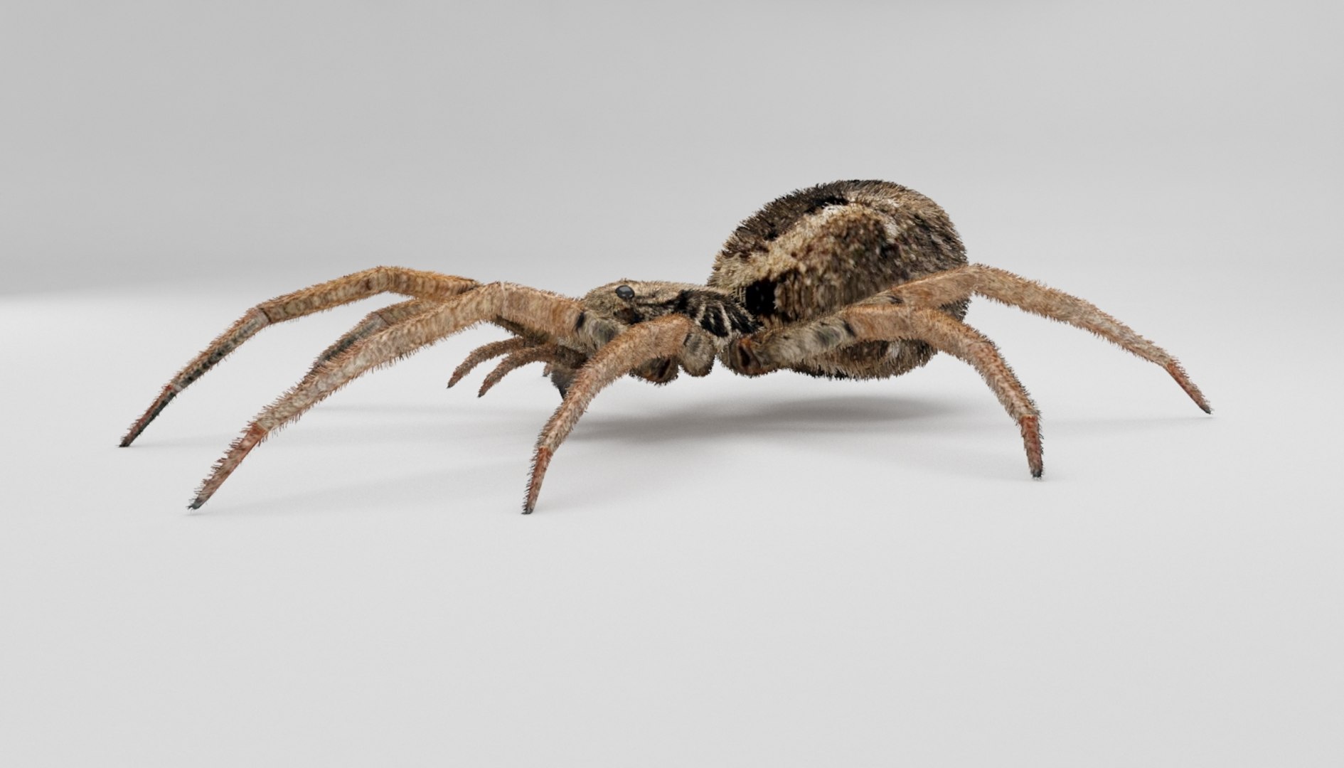 3D Wolf Spider - TurboSquid 1285549