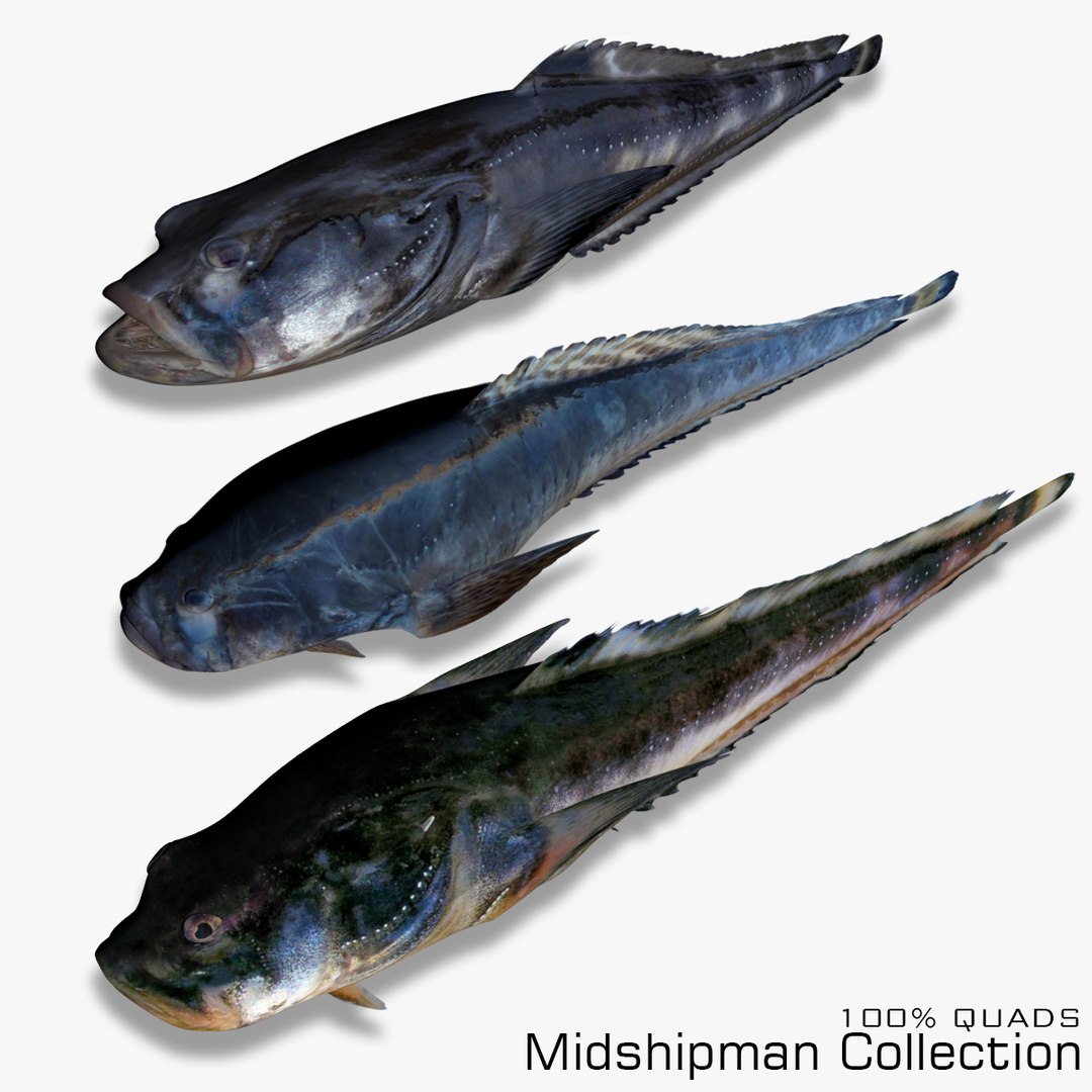 3D Midshipman Collection Model - TurboSquid 1813994