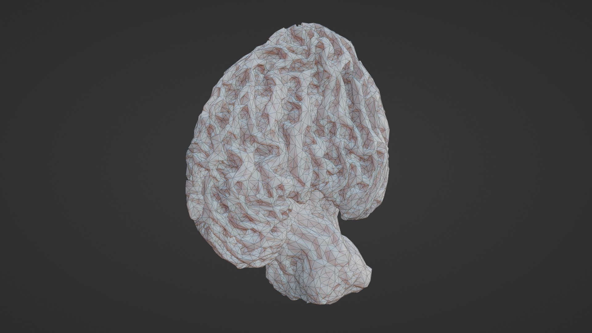 3D model Morel Mushroom Morchella 03 - TurboSquid 2056289